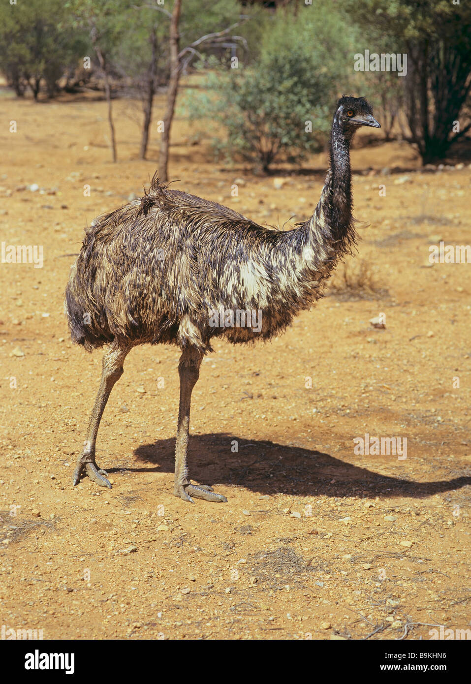 Emu - standing / Dromaius novaehollandiae Stock Photo - Alamy