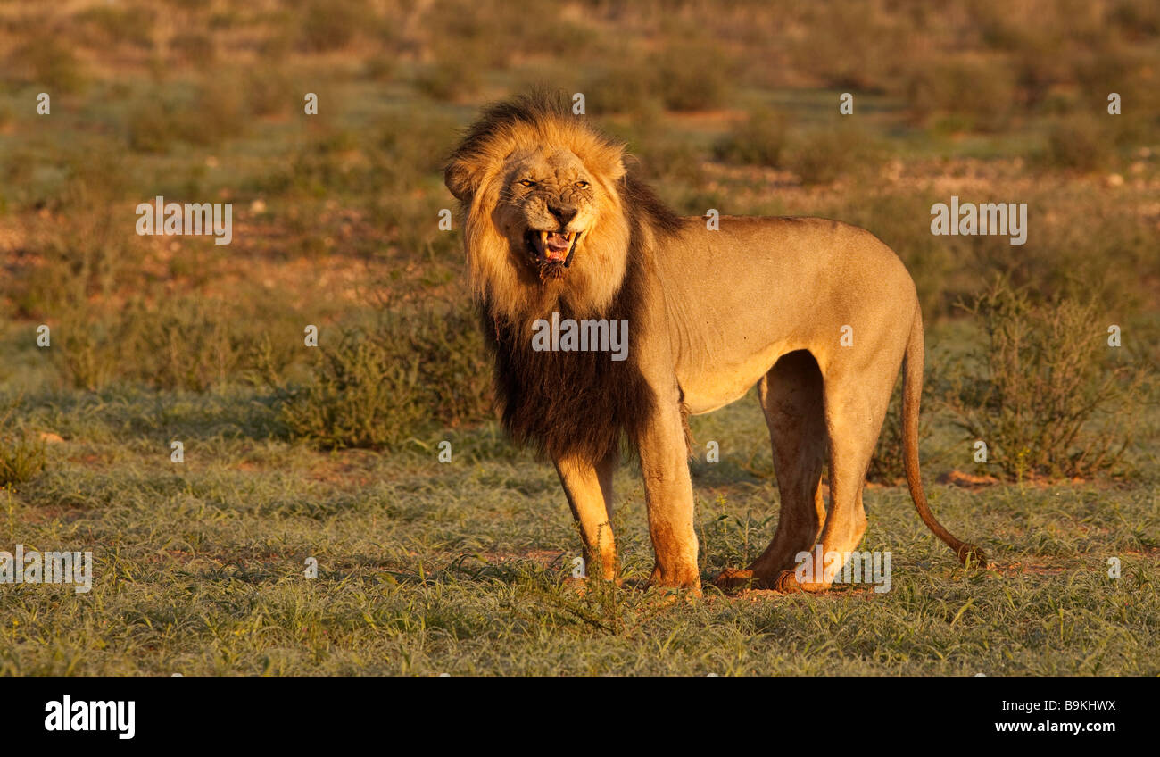 lion male grimacing Stock Photo - Alamy