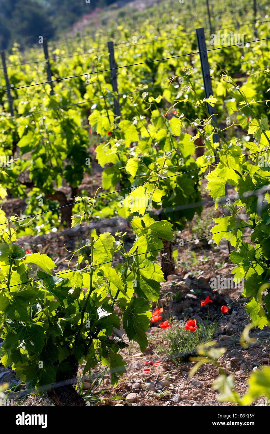 Domaine bunan hi-res stock photography and images - Alamy