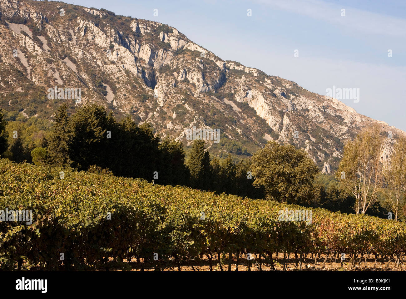 France, Bouches-du-Rhone, Saint Remy de Provence, Domaine du Chateau ...