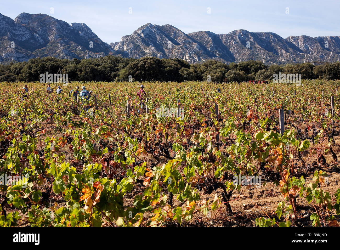 France, Bouches-du-Rhone, Saint Remy de Provence, Domaine du Chateau ...