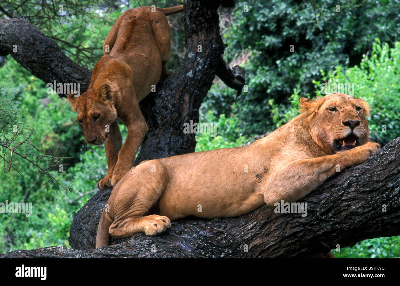 lions in tree lake manyara tanzania Stock Photo - Alamy