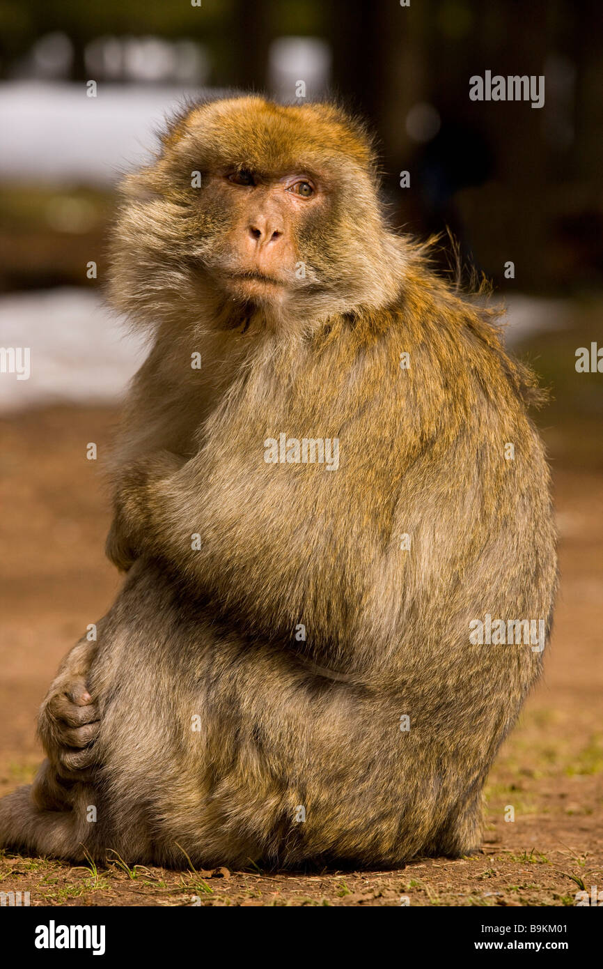 Barbary Ape or Barbary Macaque Macaca sylvanus in the Middle Atlas ...