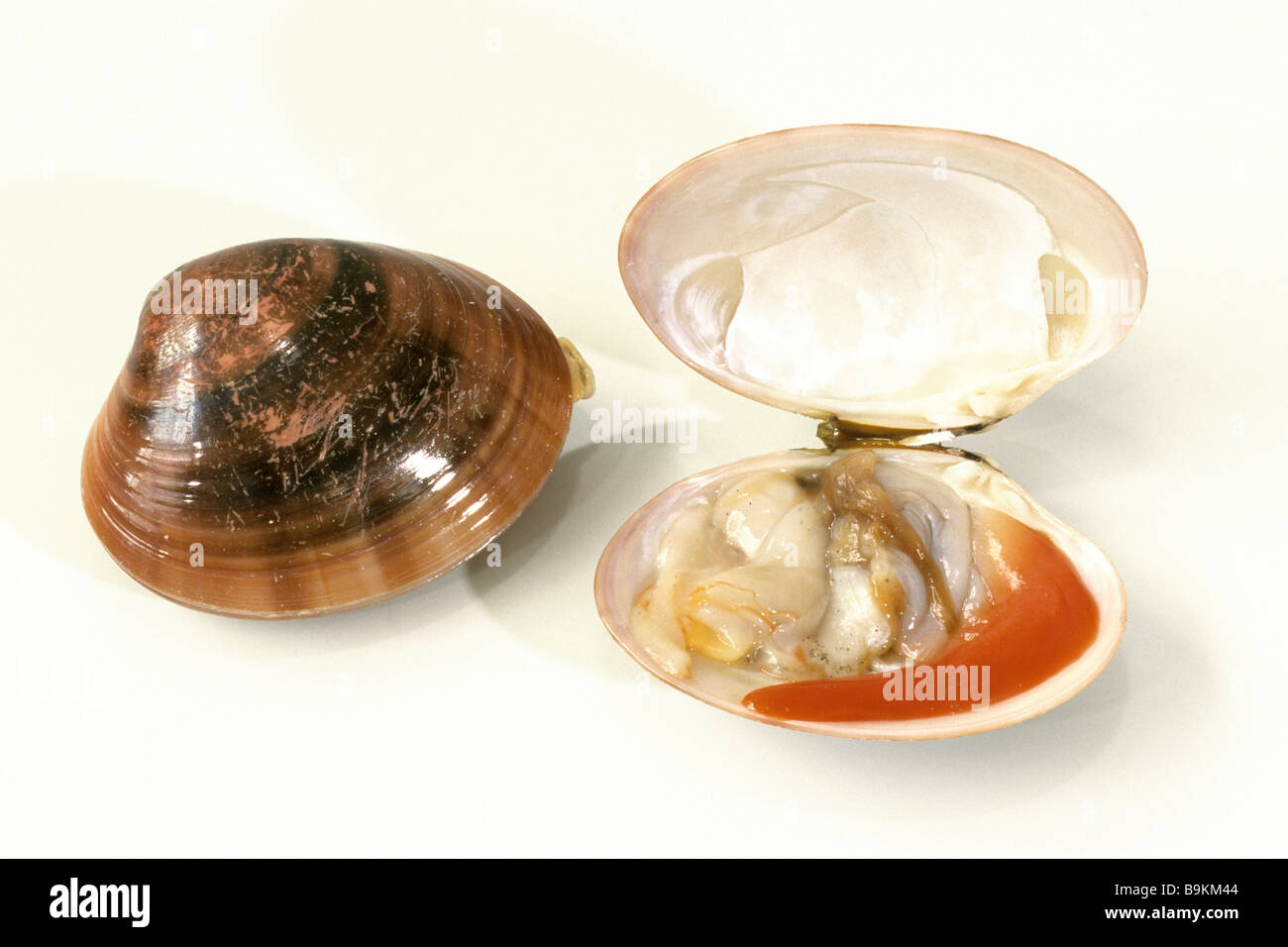 Striped Venus (Chamelea gallina, Venus striatula), four whole mussels ...