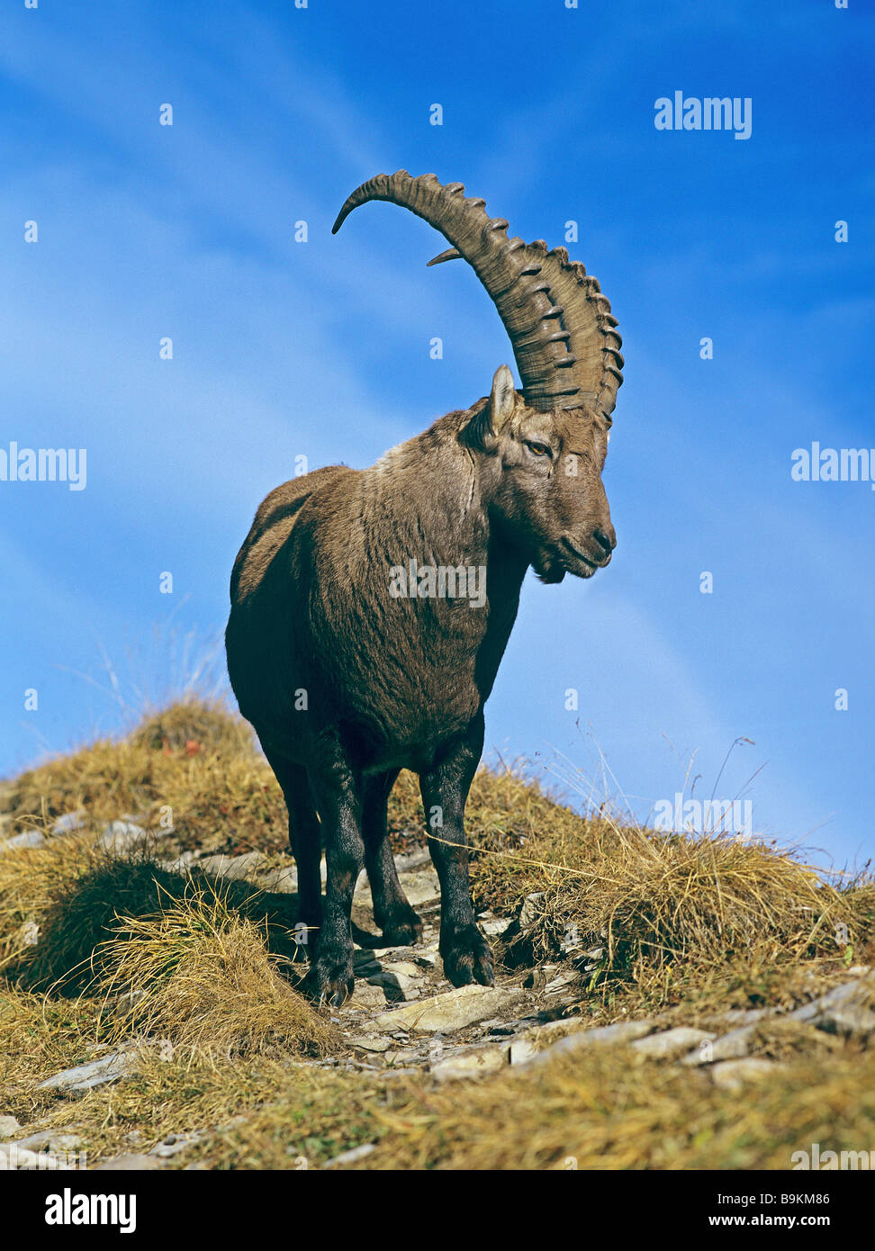 Alpine Ibex - standing / Capra Ibex Stock Photo - Alamy