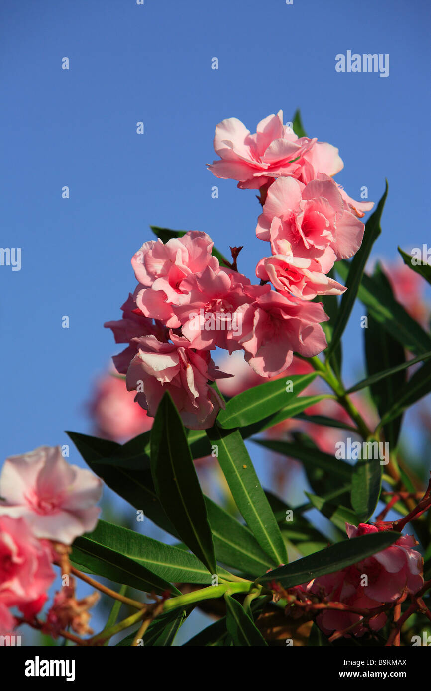 Laurel rose hi-res stock photography and images - Alamy