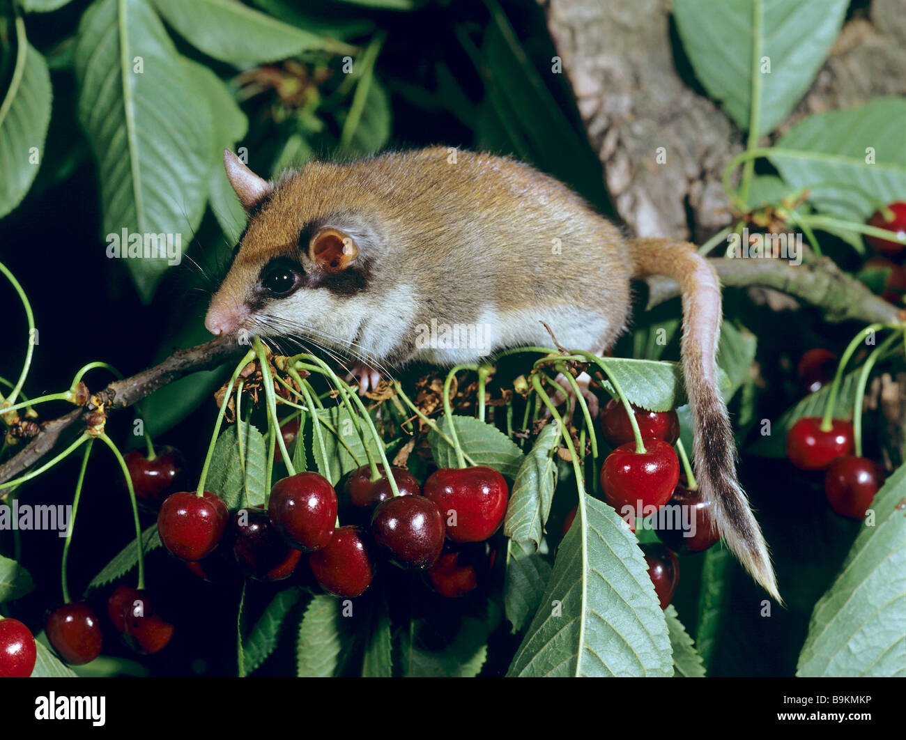 Garden Dormouse (Eliomys quercinus). Adult in a cherry tree in a garden ...