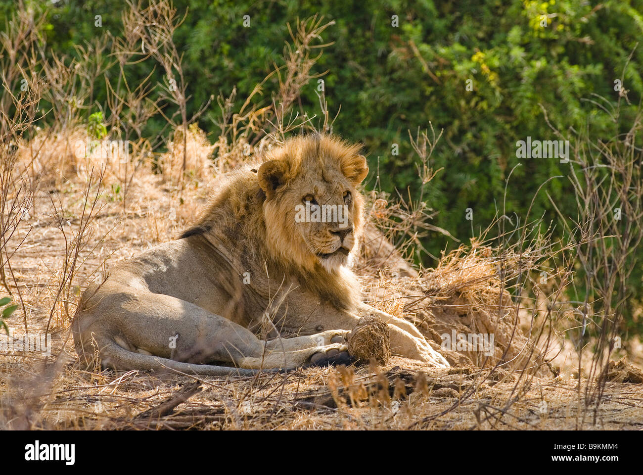 lion - lying / Panthera leo Stock Photo - Alamy