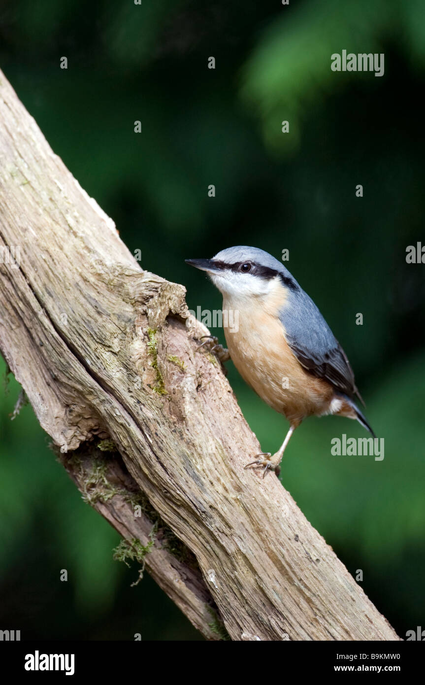 Nuthatches uk hi-res stock photography and images - Alamy
