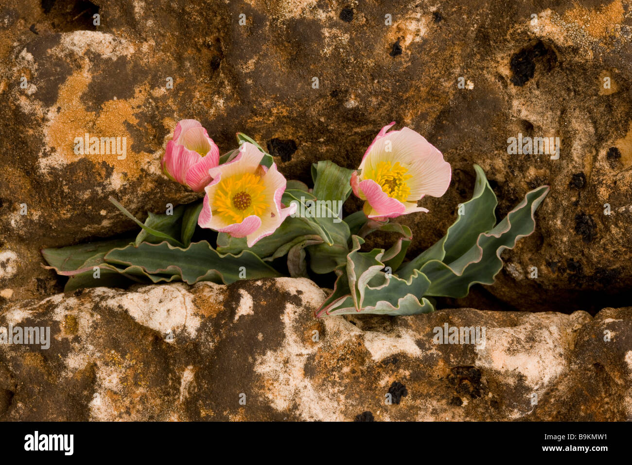 Ranunculus calandrinioides Calandrin Buttercup in limestone crevice ...