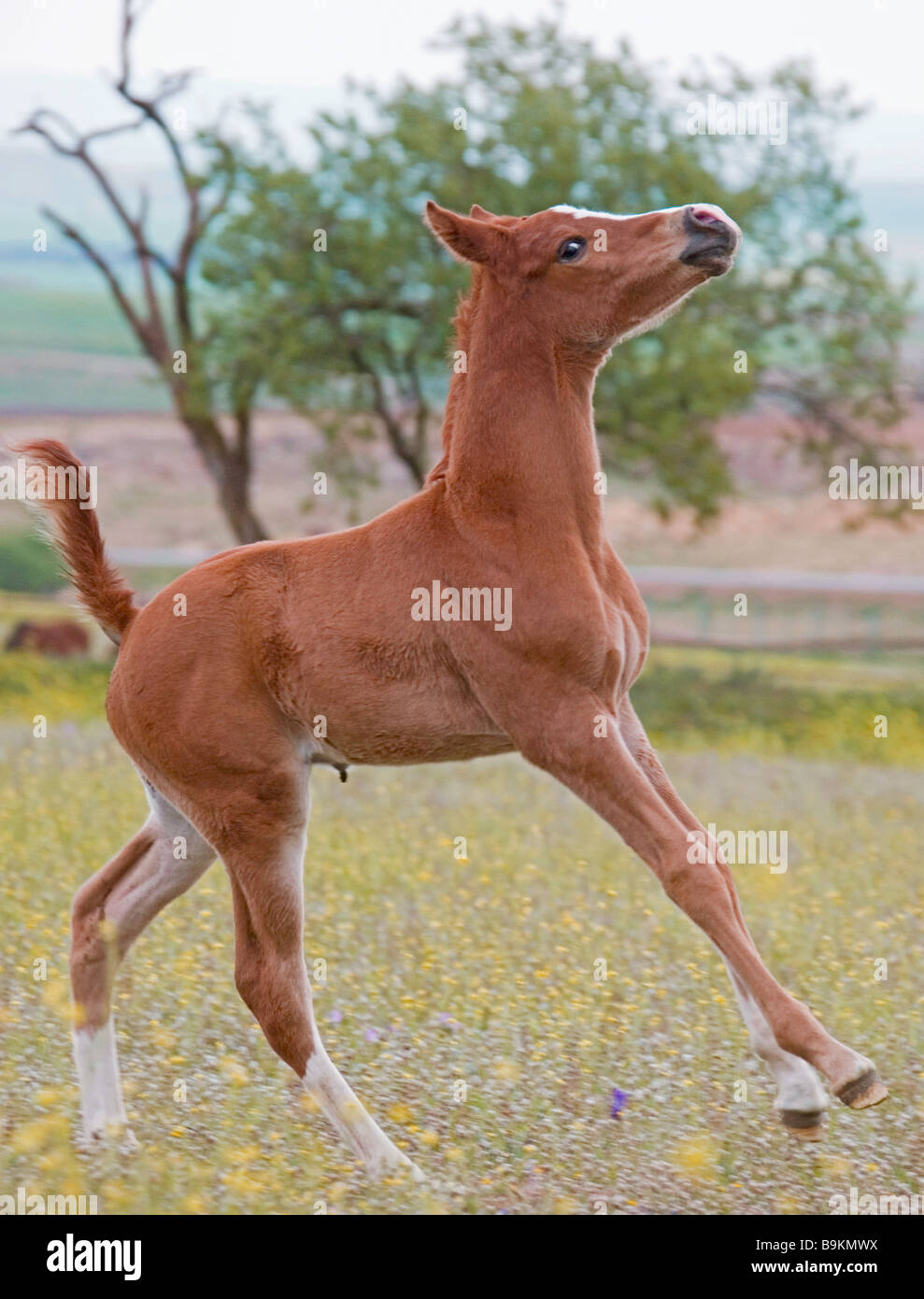 Arabian horse - foal on meadow Stock Photo - Alamy