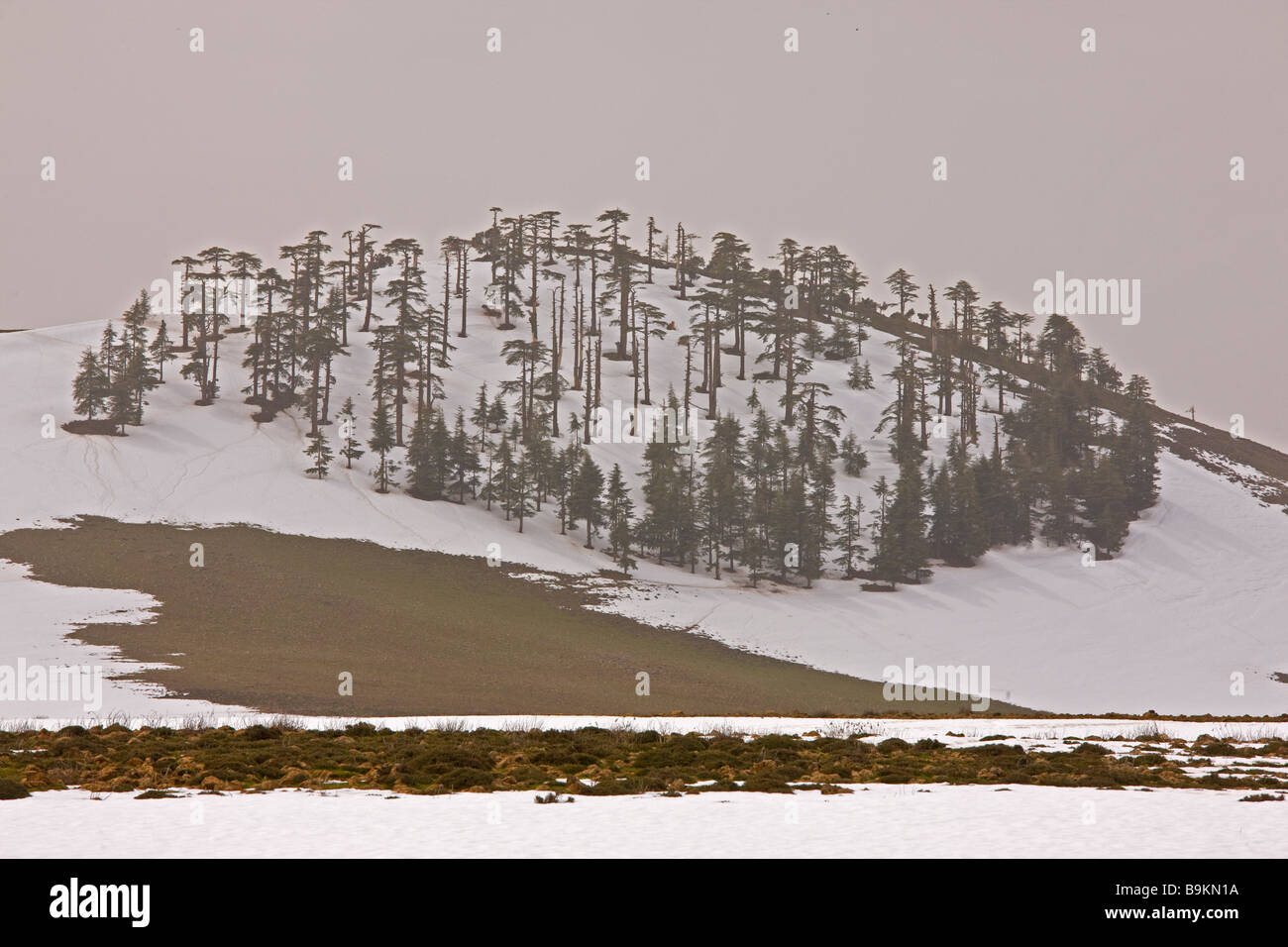 Degraded remnant of Atlas Cedar forest Cedrus atlantica in winter snow ...