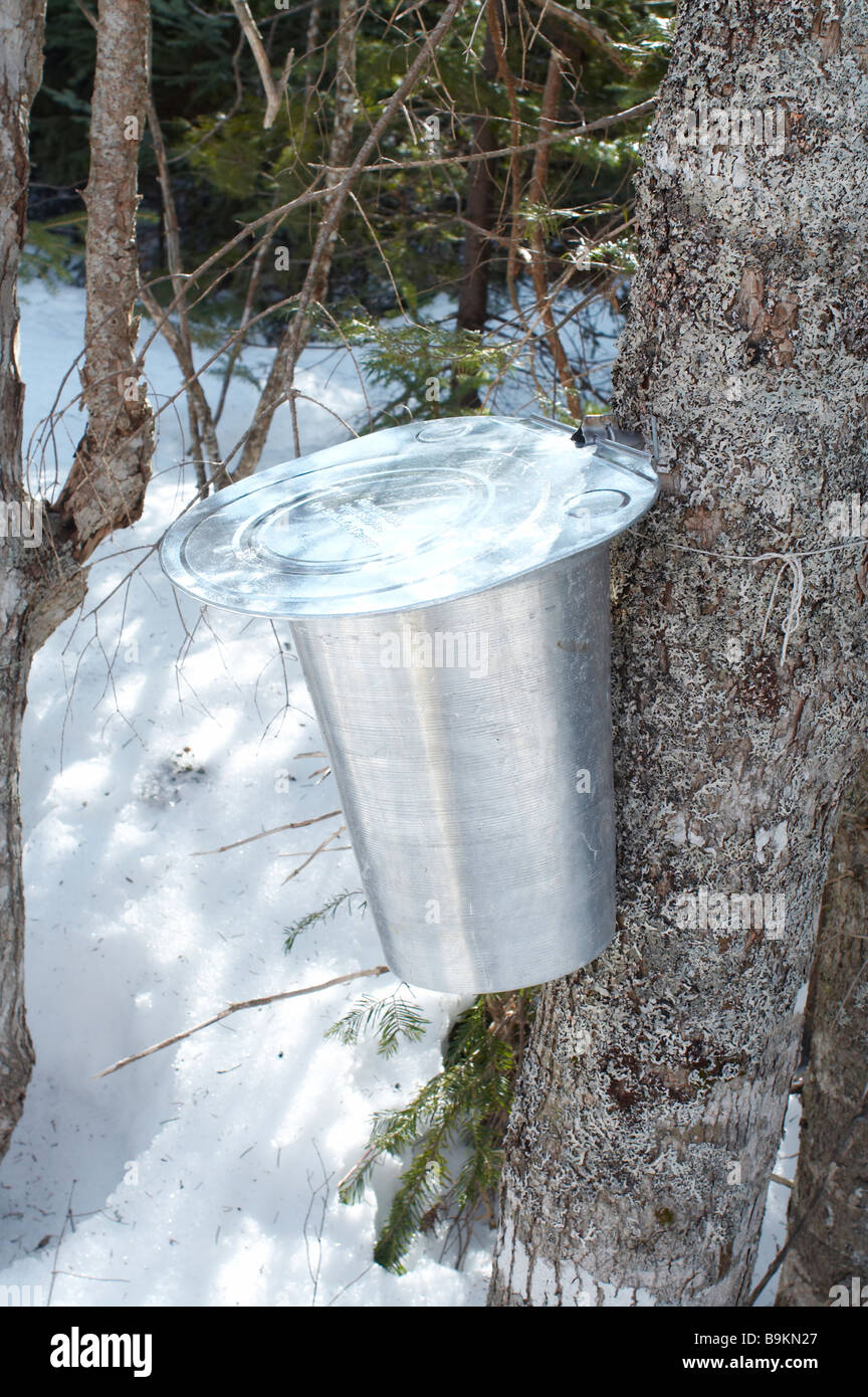 Maple tree syrup bucket hi-res stock photography and images - Alamy