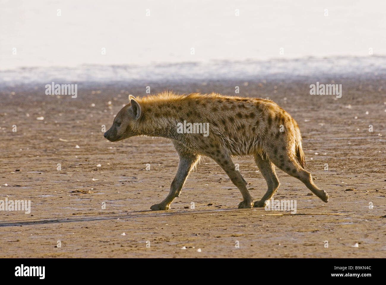 Beast beaches hi-res stock photography and images - Alamy