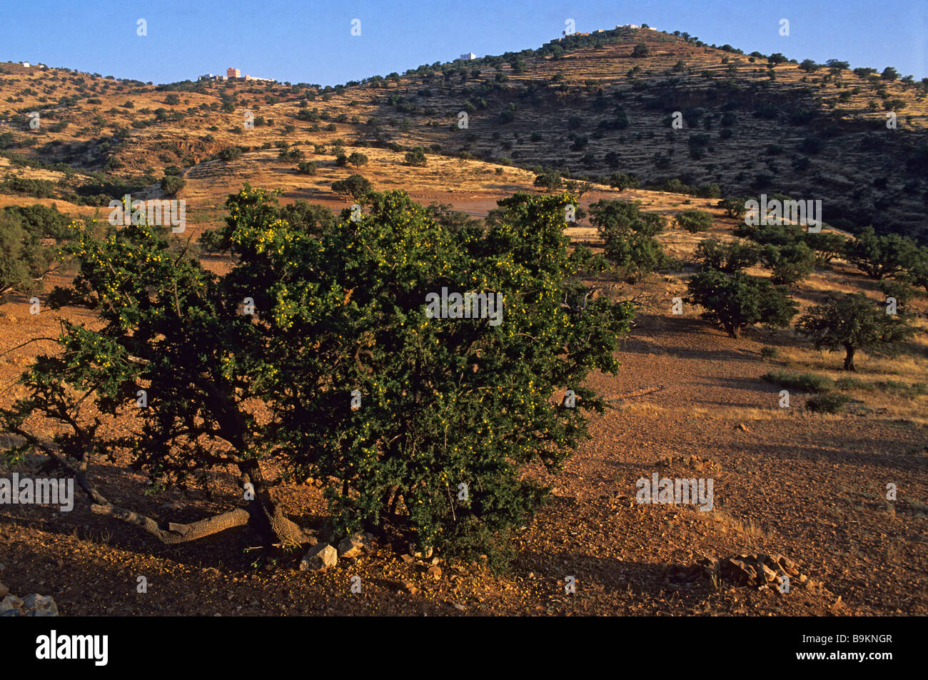 Morocco, Ait Baha, arganraie (argan forest) near Ait Baha Stock Photo ...