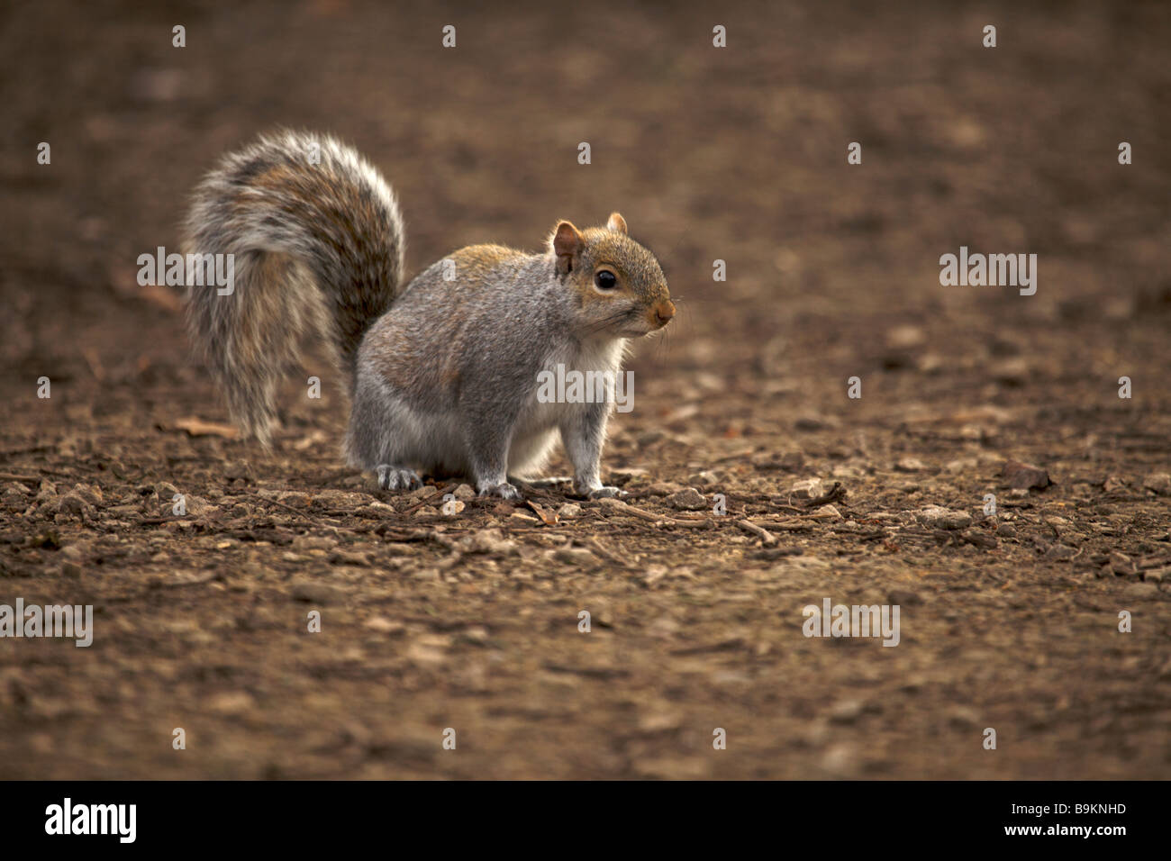 Grey Squirrel on the Ground Stock Photo - Alamy