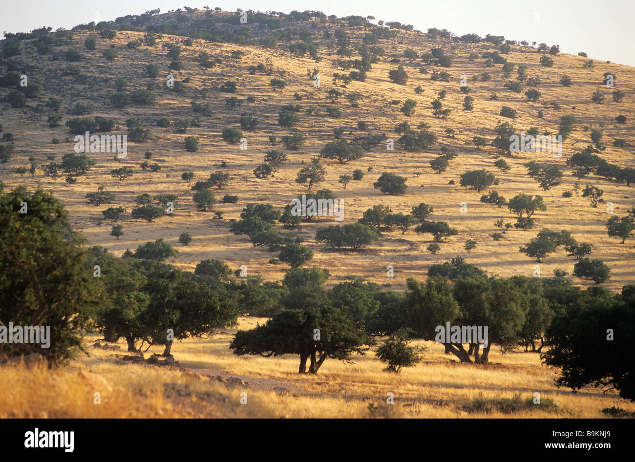 Morocco, Ait Baha, arganraie (argan forest) near Ait Baha Stock Photo ...