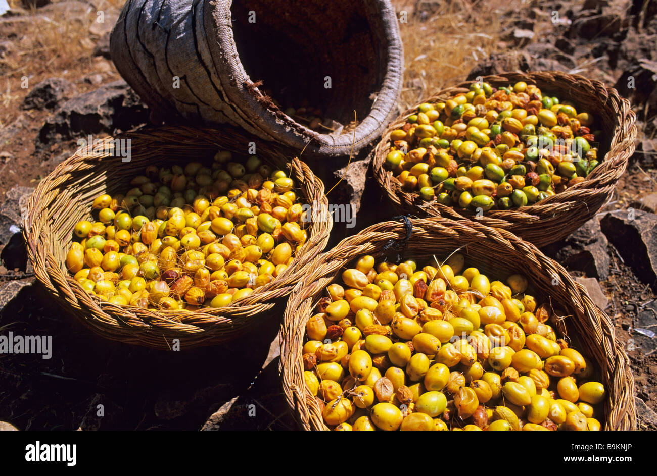 Morocco, Ait Baha, argan basket Stock Photo - Alamy