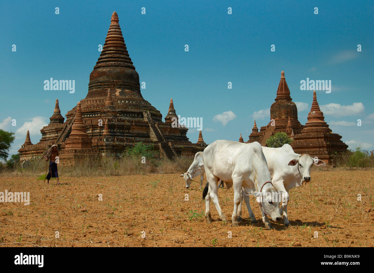 The temples of Bagan Stock Photo - Alamy