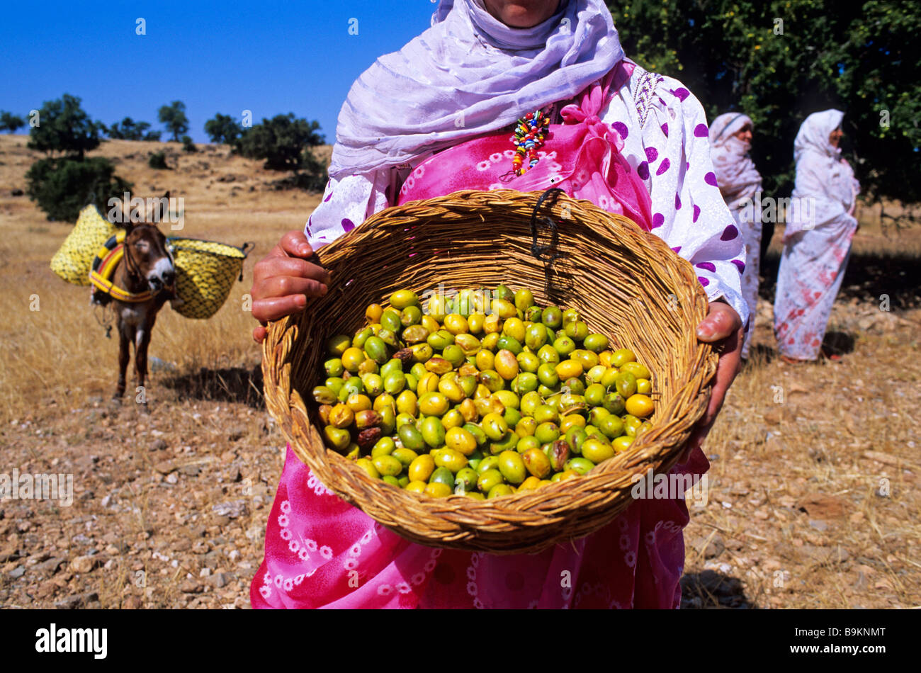 Morocco, Ait Baha, argan gathering at Ait Baha Stock Photo - Alamy