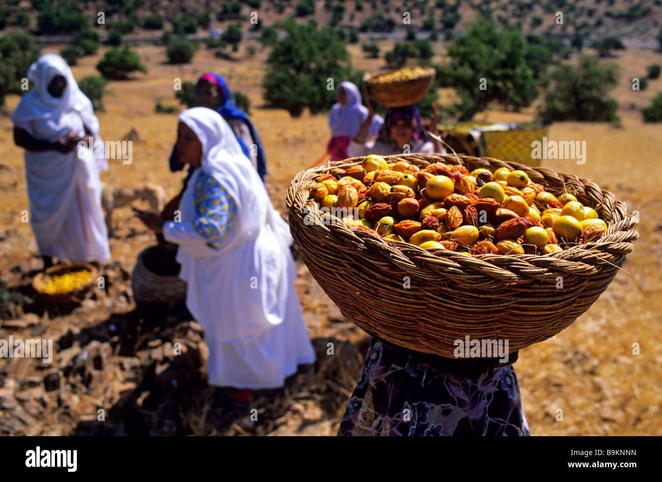Argan fruits harvest hi-res stock photography and images - Alamy