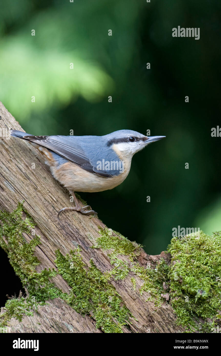 Eurasian nuthatch (Sitta europaea Stock Photo - Alamy