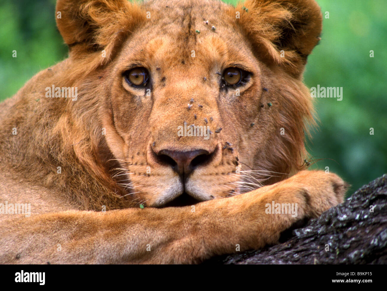 lions in tree lake manyara tanzania Stock Photo - Alamy