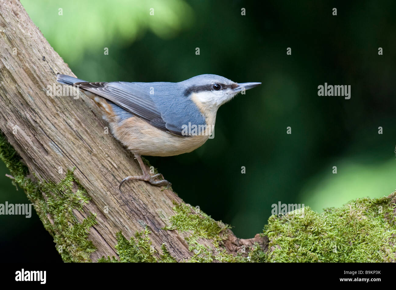 Eurasian nuthatch (Sitta europaea Stock Photo - Alamy