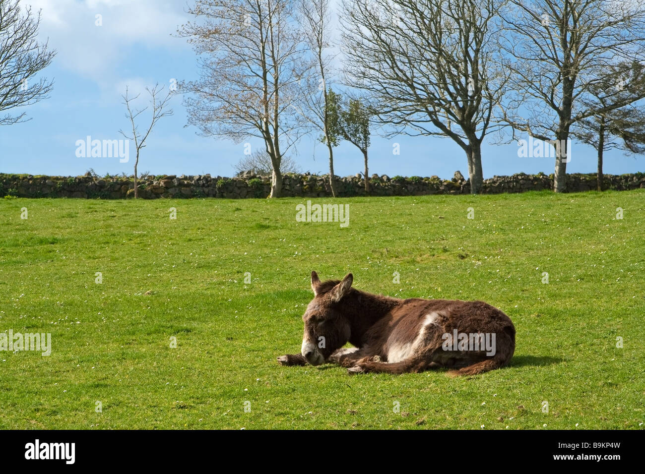 Donkey laying down hi-res stock photography and images - Alamy
