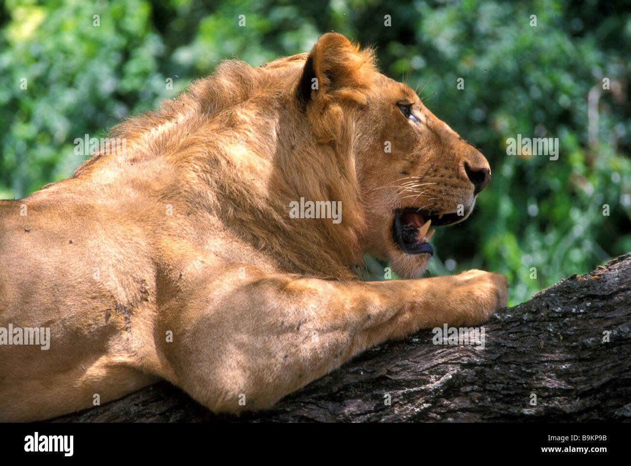 lions in tree lake manyara tanzania Stock Photo - Alamy