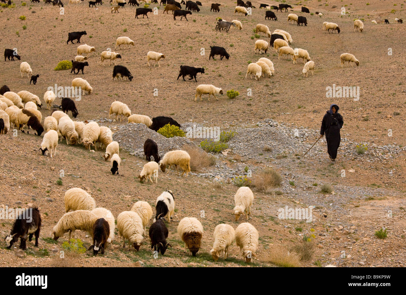 Large flock of sheep with Berber shepherd on the edge of the Sahara ...