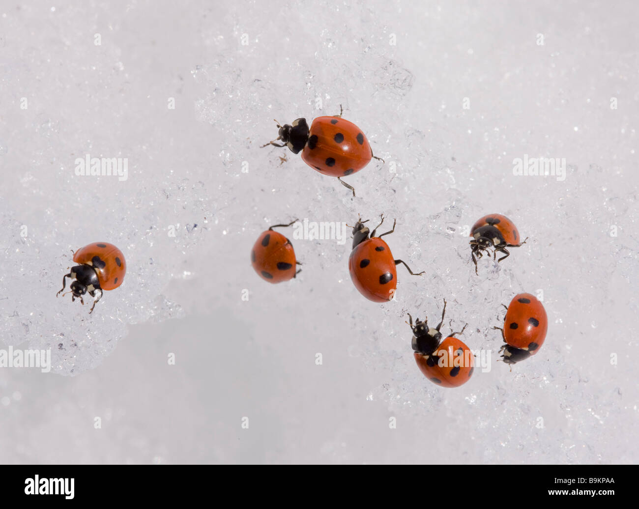 African black beetles hi-res stock photography and images - Alamy