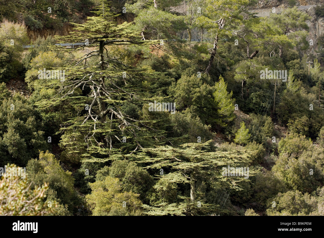 Cyprus cedar cedrus brevifolia hi-res stock photography and images - Alamy