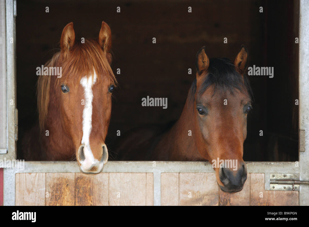 two Arabian horses in stable Stock Photo - Alamy