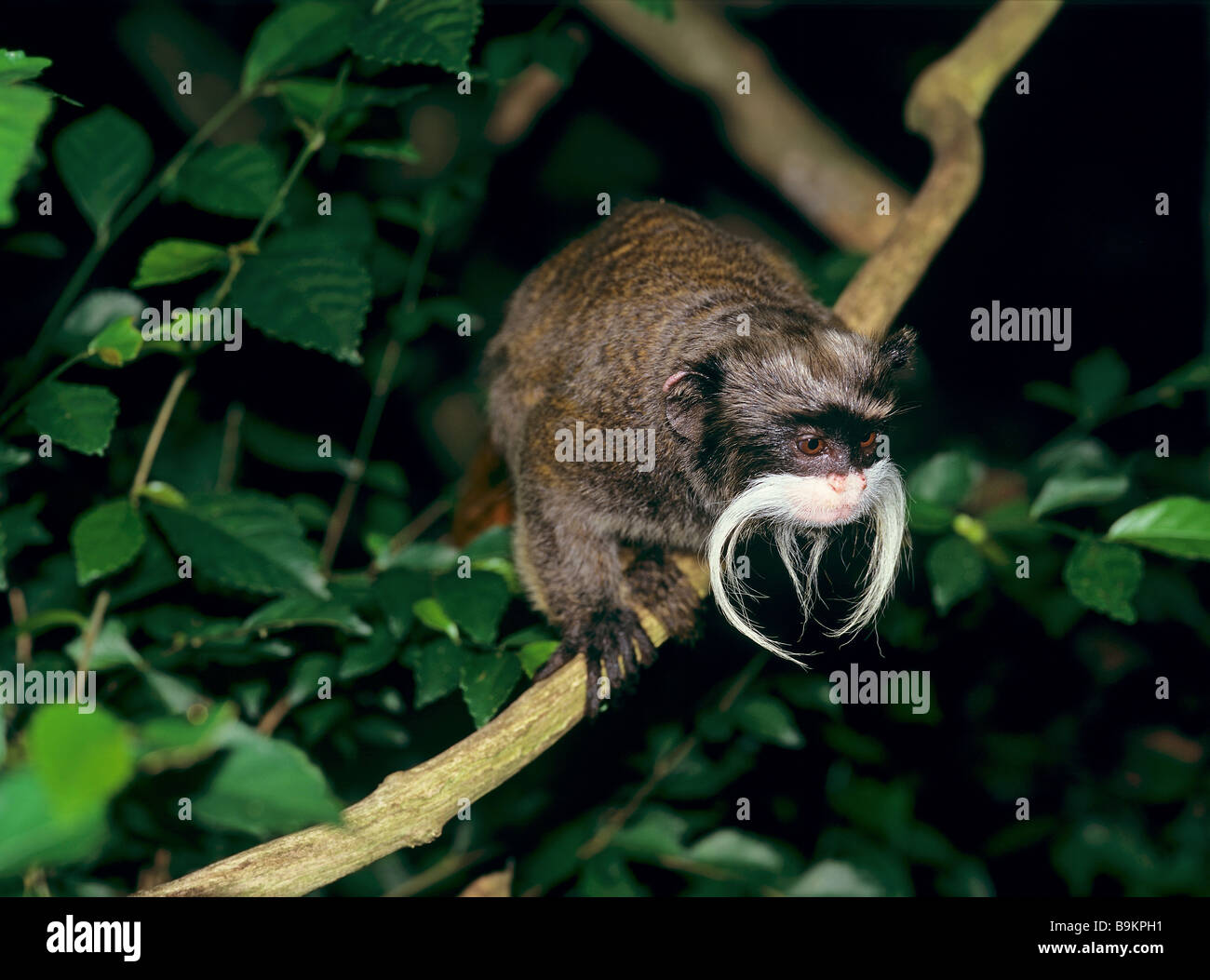 Emperor Tamarin on branch / Saguinus imperator Stock Photo - Alamy