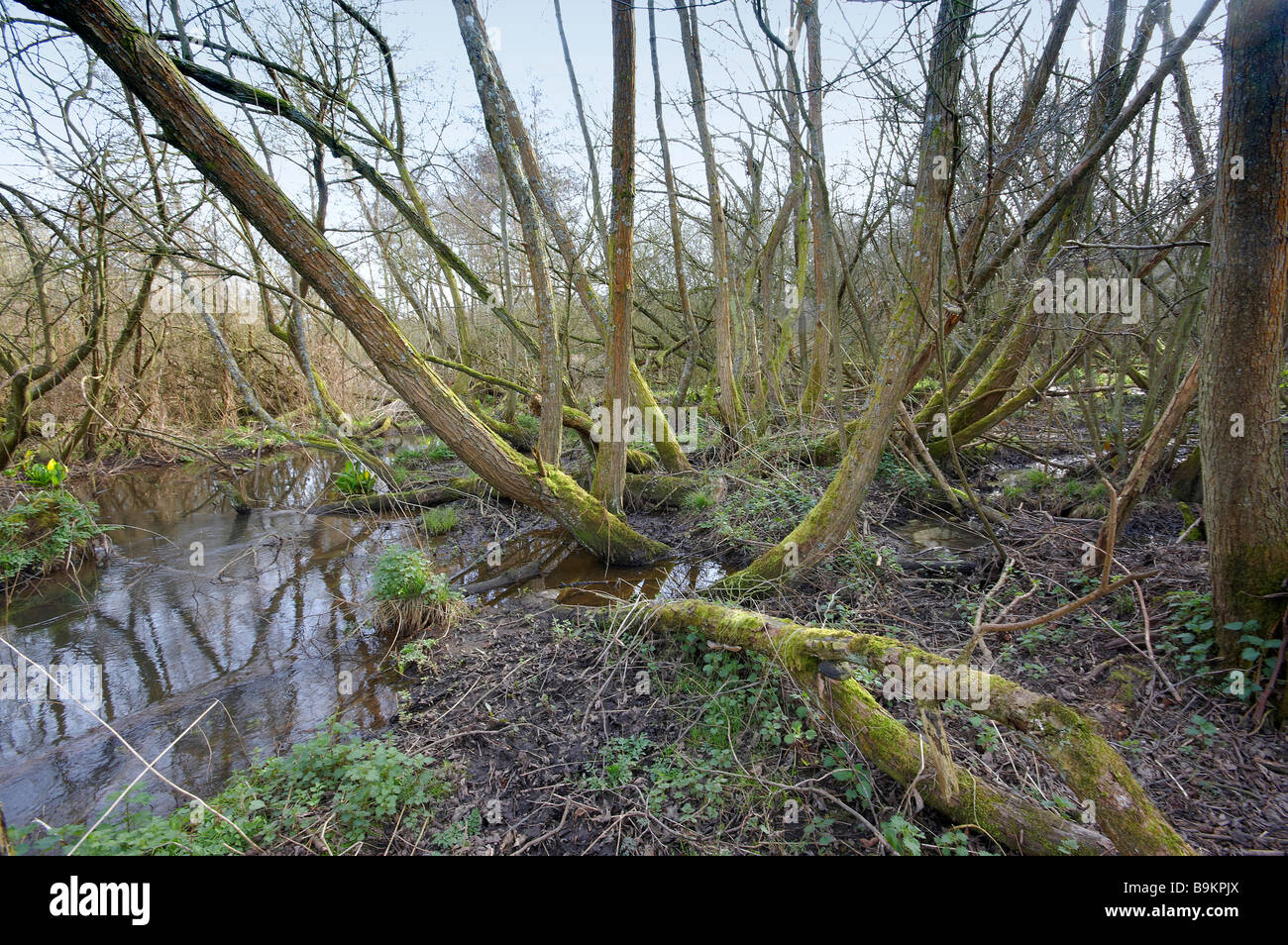 Alder carr woodland hi-res stock photography and images - Alamy
