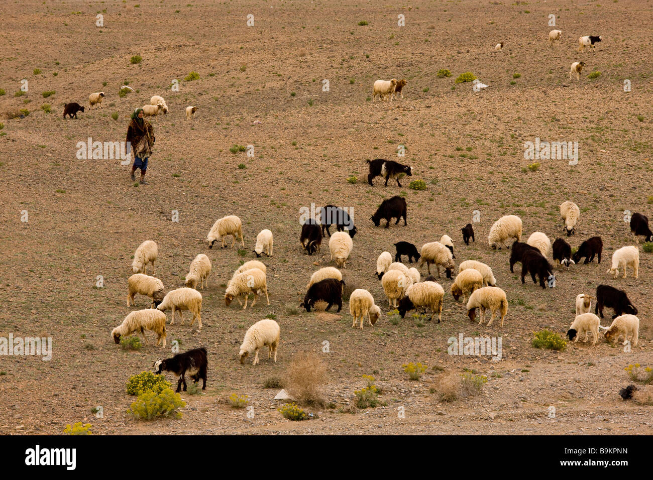 Large flock of sheep with Berber shepherdess on the edge of the Sahara ...