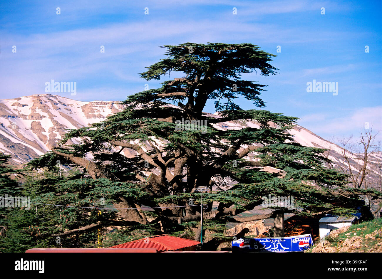 Lebanon, Lebanese cedar Stock Photo - Alamy