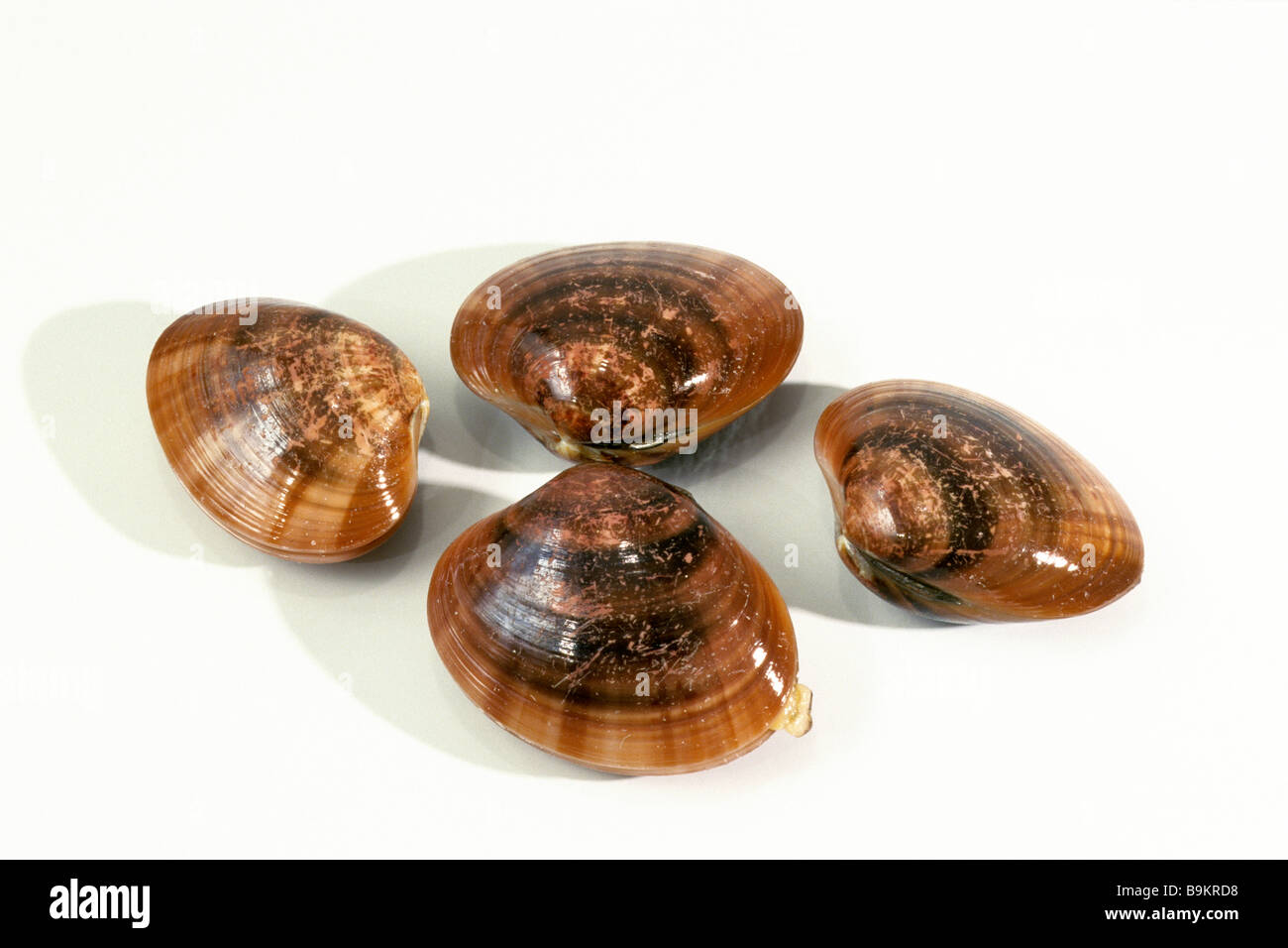 Striped Venus (Chamelea gallina, Venus striatula), four whole mussels ...