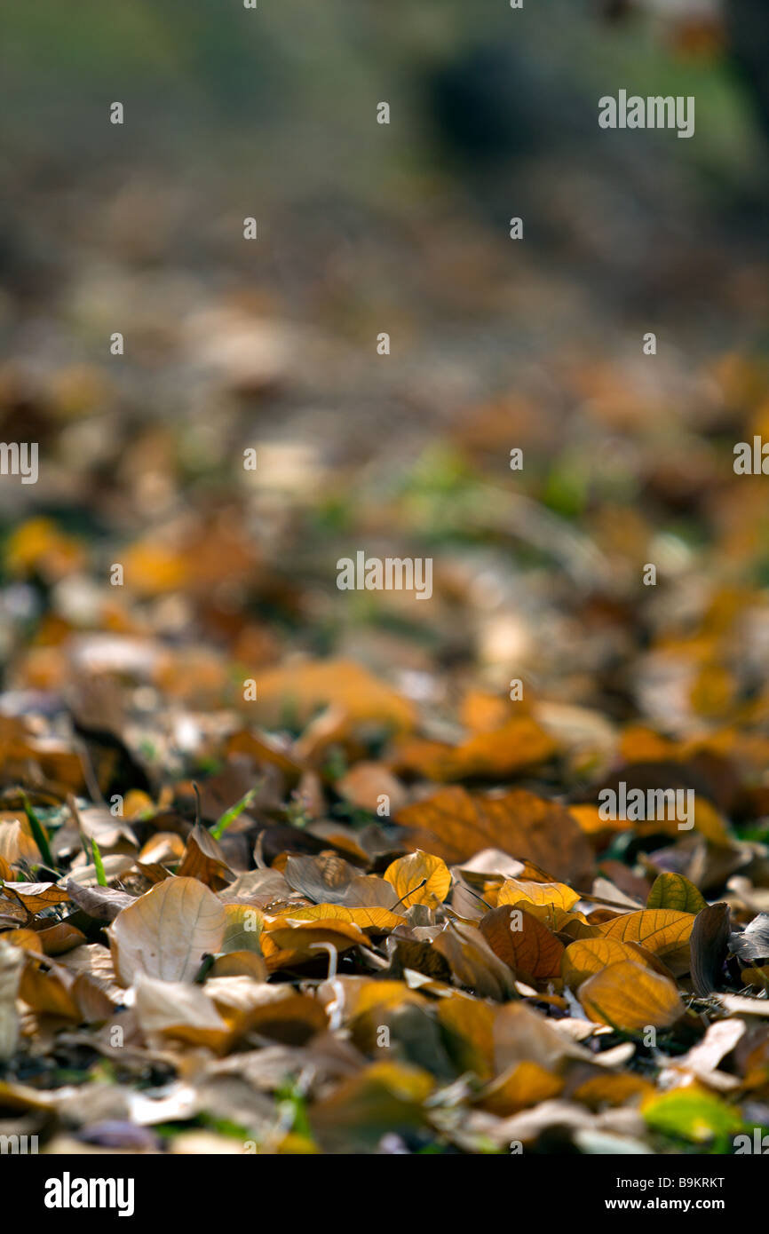 Fengyuan district hi-res stock photography and images - Alamy