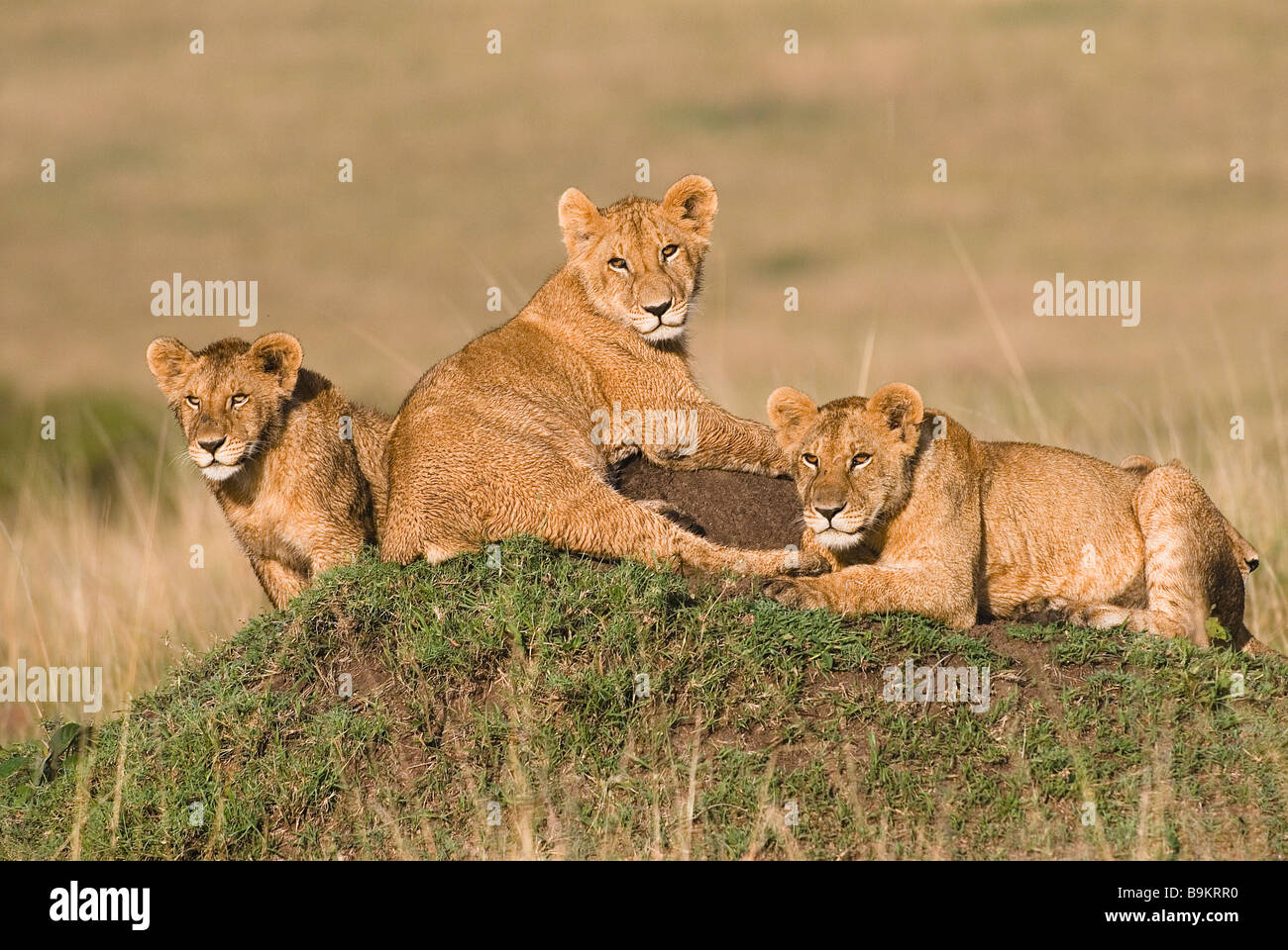 Three lions lie hi-res stock photography and images - Alamy
