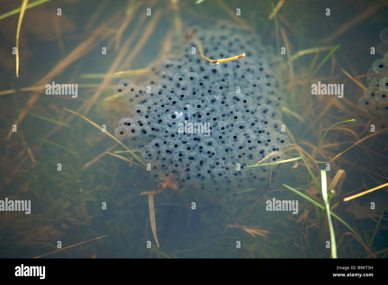 Frogspawn in a wild pond Stock Photo - Alamy