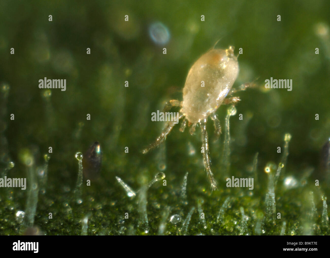 A predatory mite Amblyseius swirskii and cotton whitefly Bemisia tabaci ...