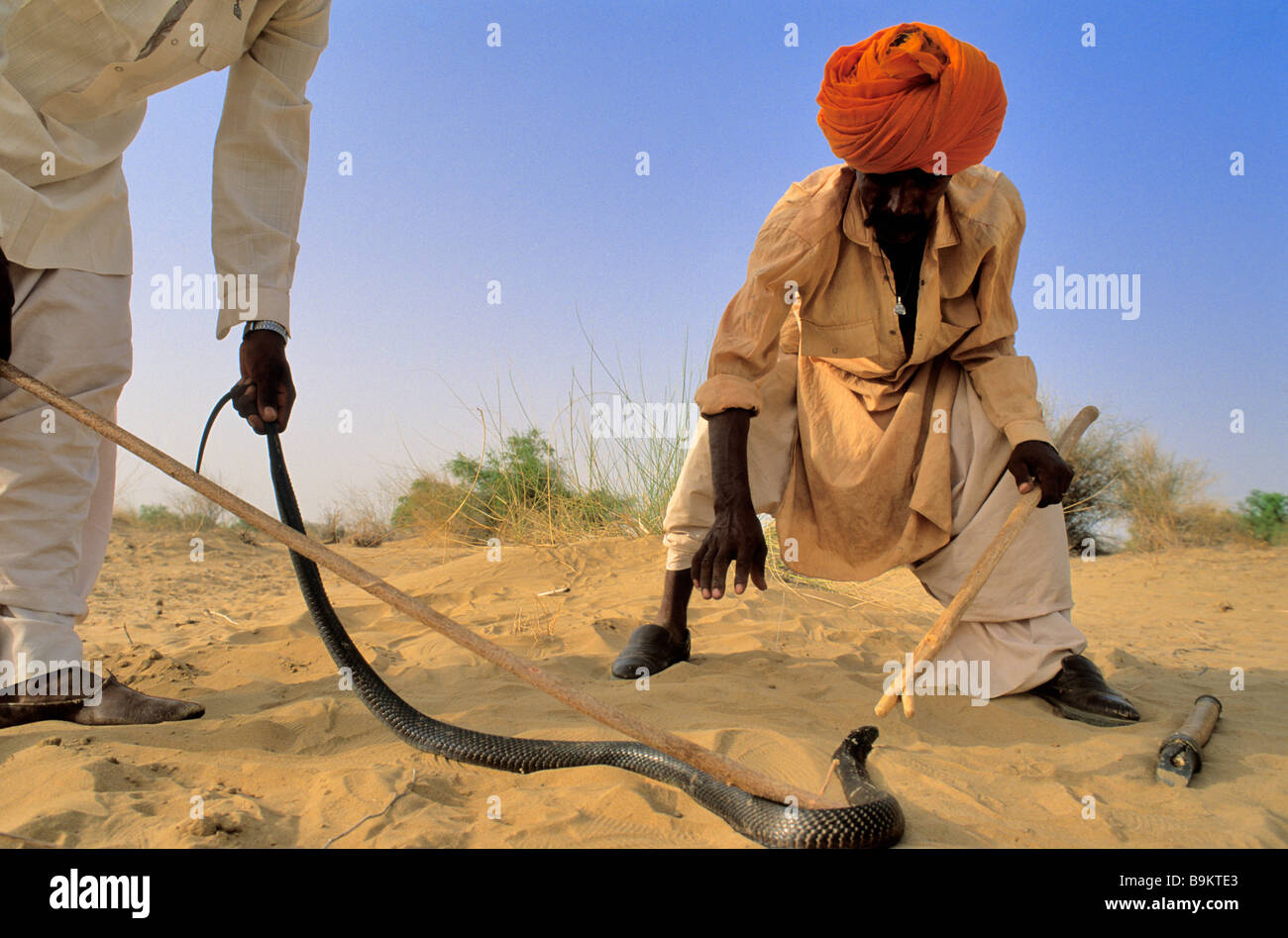 Thar Desert Snakes