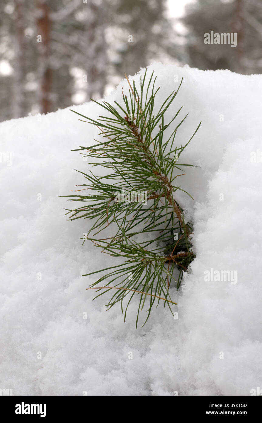 Scots pine sapling in snow Stock Photo - Alamy