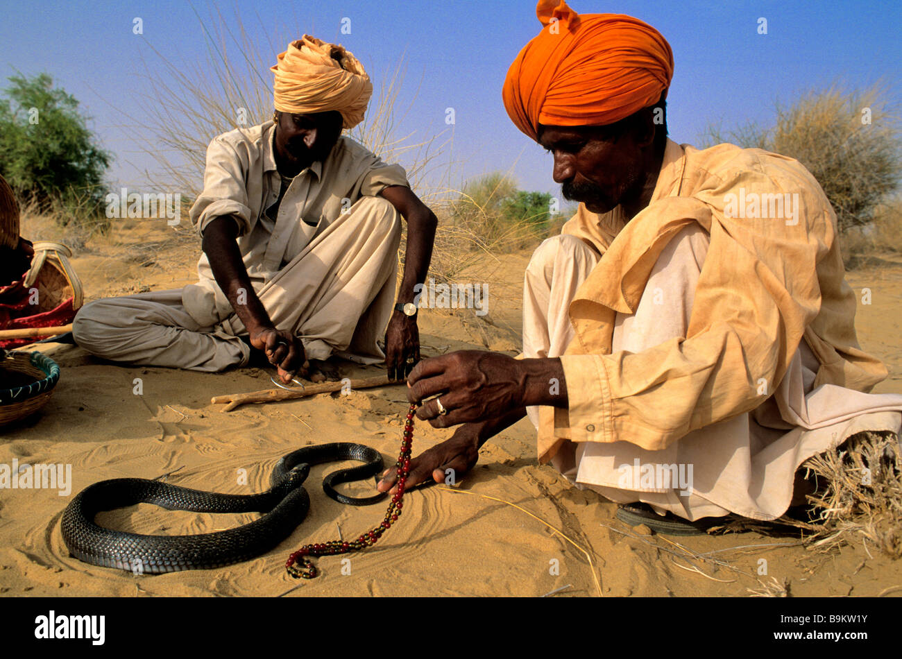 Thar Desert Snakes