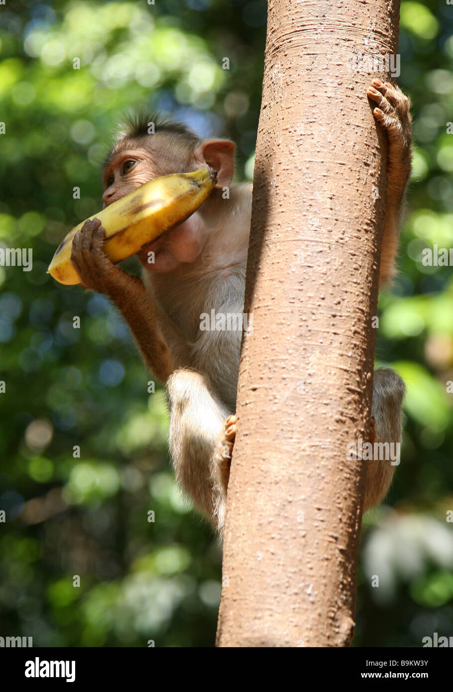 Monkeys at the Dudhsagar Falls in Goa, Inida Stock Photo - Alamy