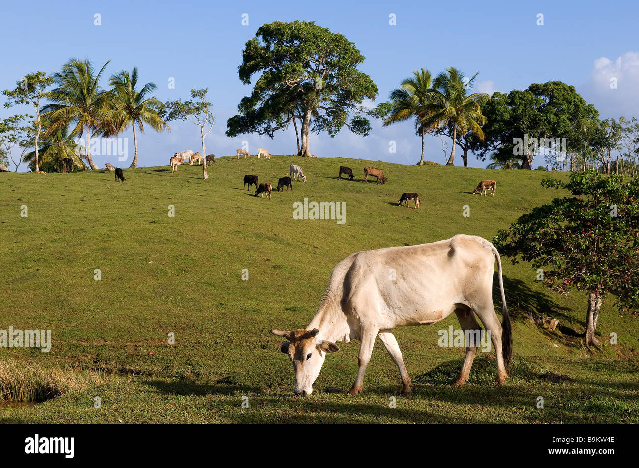 Dominican Republic, Samana province, Juan Vicenta, cows Stock Photo - Alamy