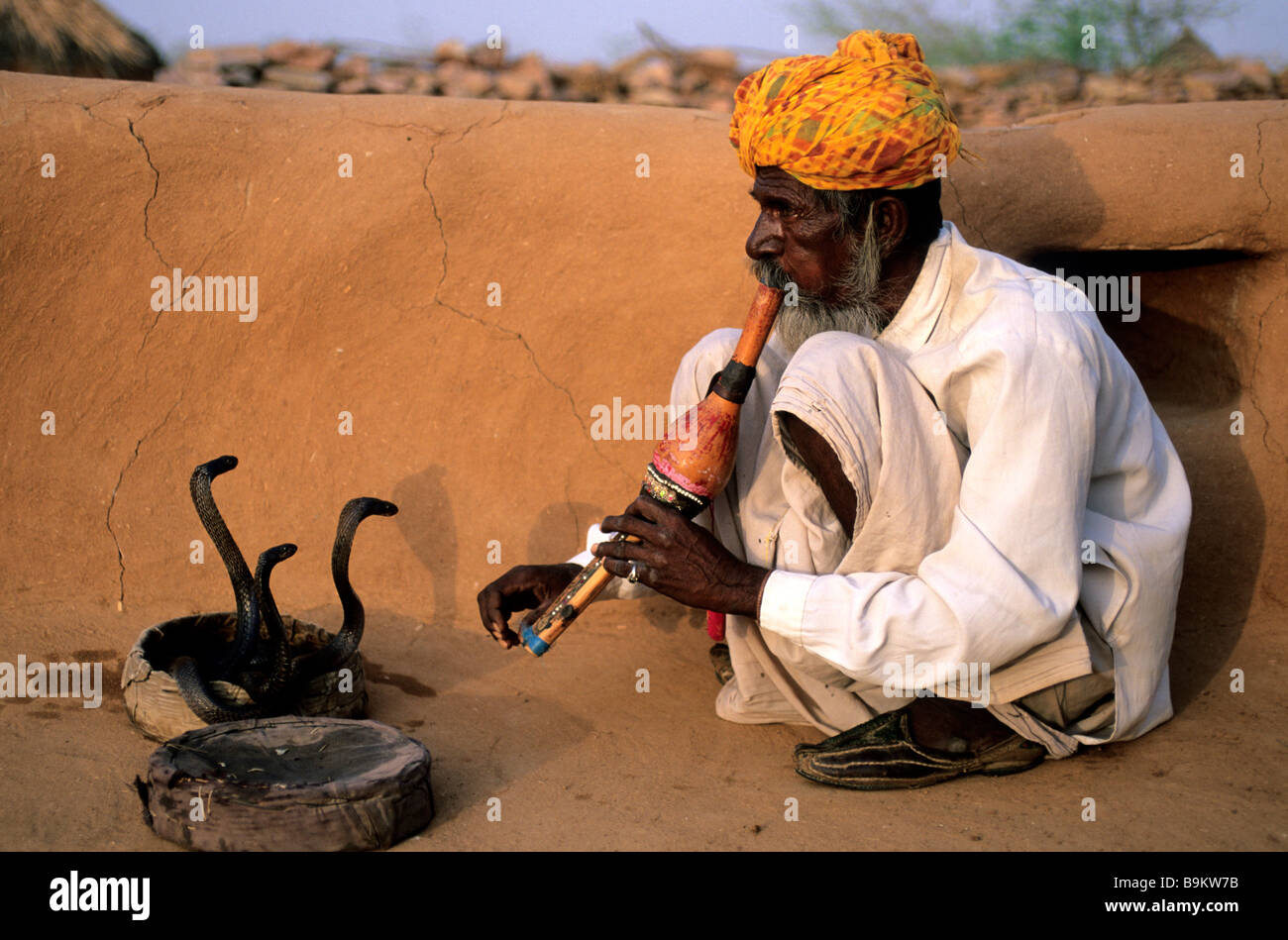 Thar Desert Snakes