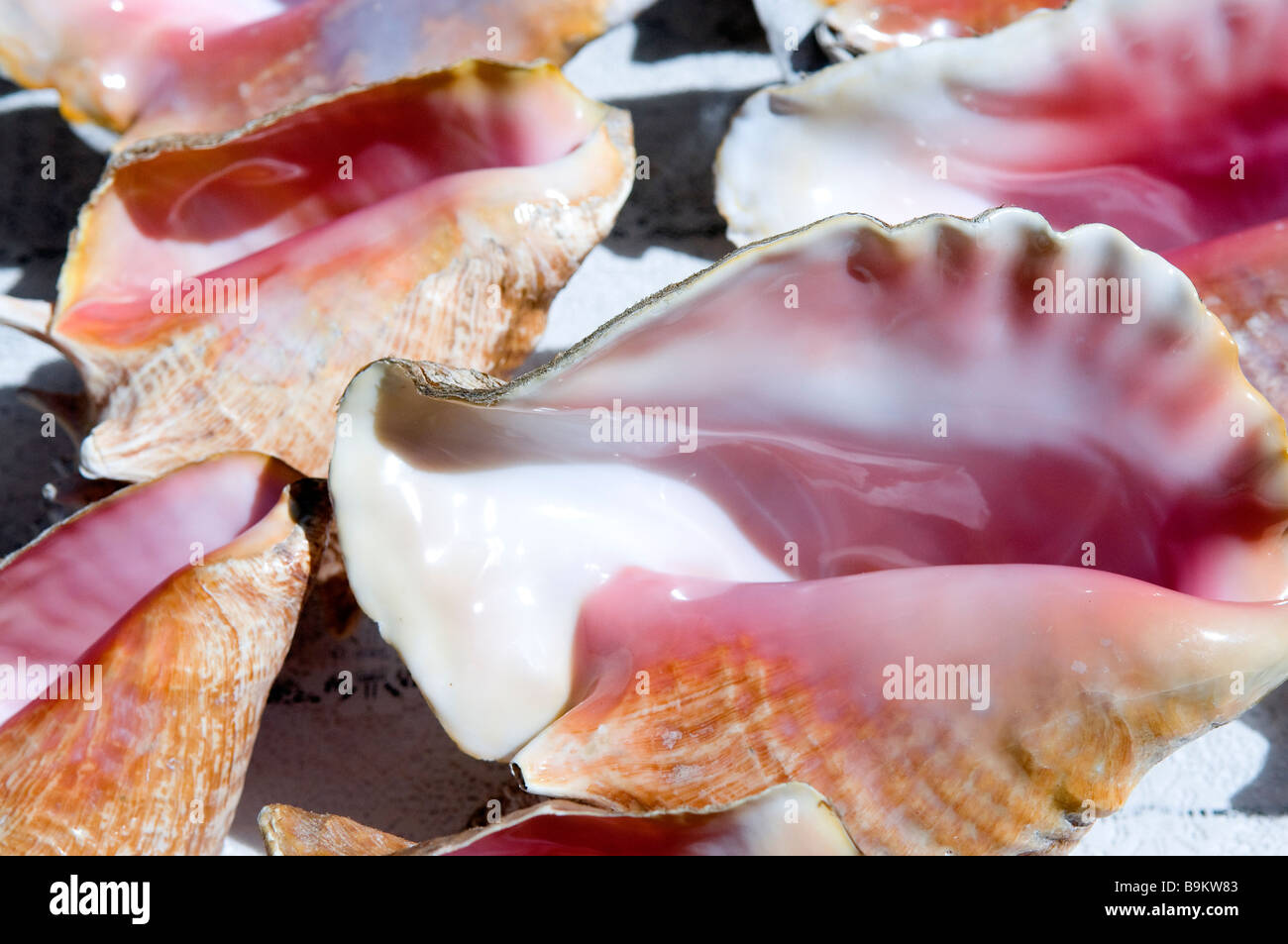 Dominican Republic, Samana Province, Los Haïtises Park, Cayo Levantado ...